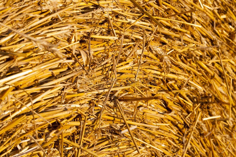 Dry straw stock photo. Image of agriculture, texture - 121682812