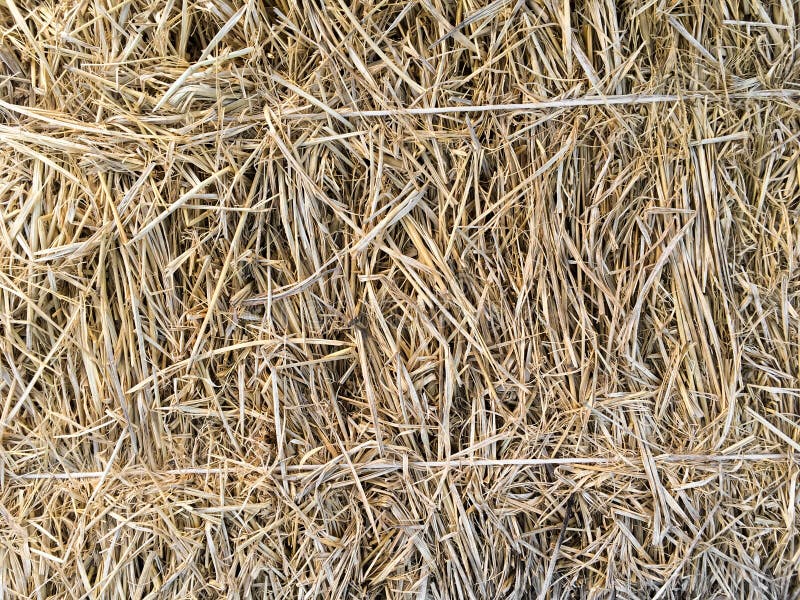 Dry straw texture stock image. Image of rural, hayloft - 80930397