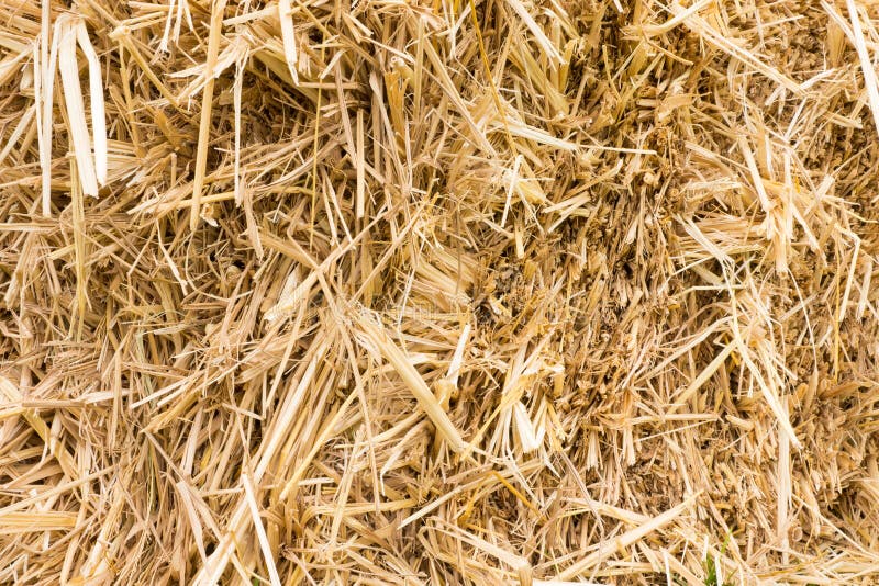 Dry straw texture stock photo. Image of gold, bale, country - 48508702