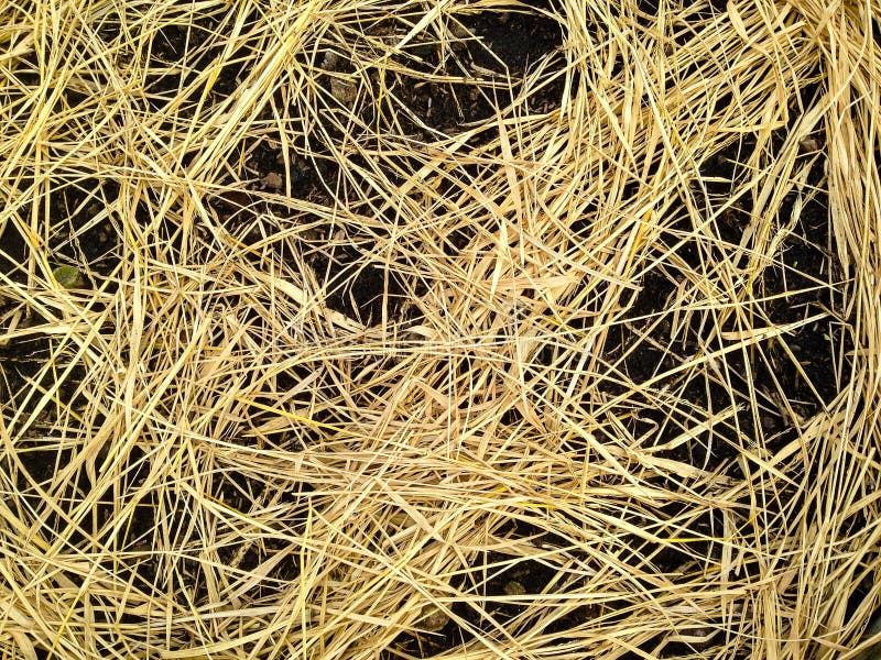 Dry straw stock image. Image of cereal, macro, textured - 90405921