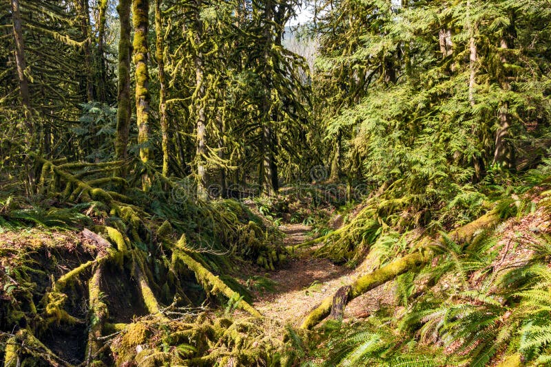 Dry Stream Bed in Fleeced with Moss Forest Stock Photo - Image of deep ...