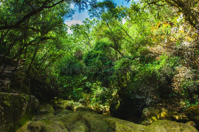 Dry stream in the forest stock image. Image of active - 220841873