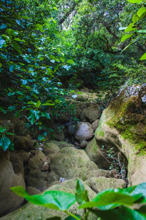 Dry stream in the forest stock image. Image of flora - 220841891