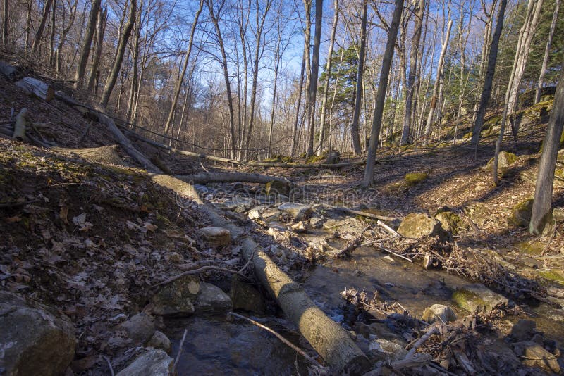Dry Stream in Forest in Spring Stock Photo - Image of forest, chalet ...