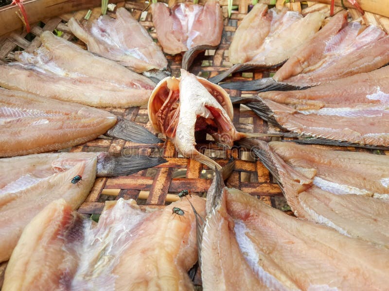 2,182 Snakehead Fish Stock Photos - Free & Royalty-Free Stock Photos ...