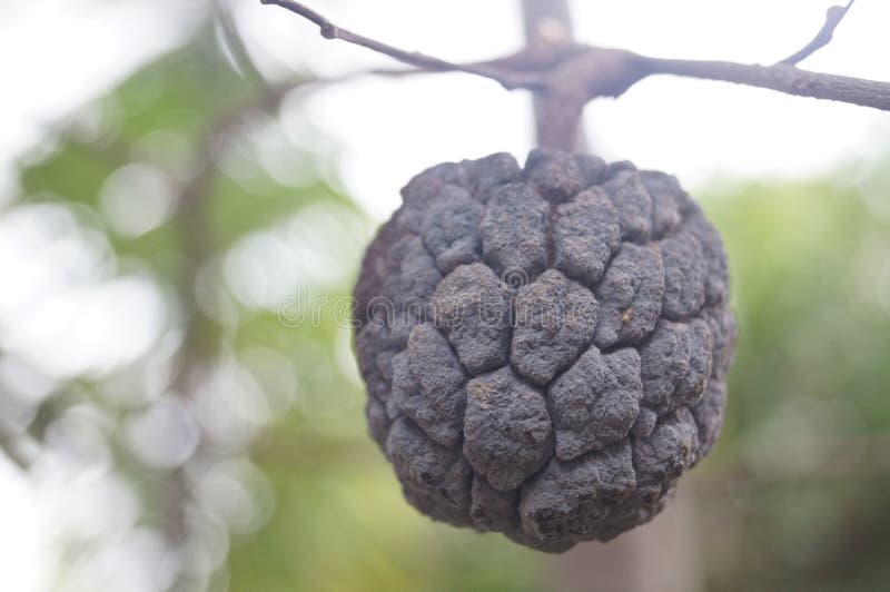 Dry sugar apple stock image. Image of plant, sweet, sugar - 32730051