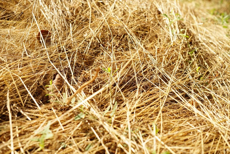 Dry Summer Grass, Golden Grass on the Ground Stock Image - Image of ...