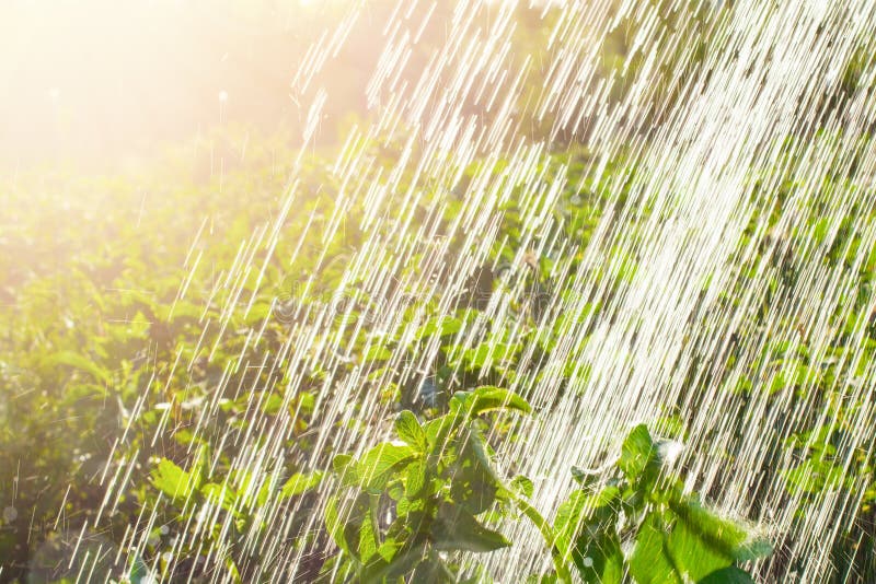 Dry Summer Makes Watering the Fields a daily Task for Farmers Stock ...