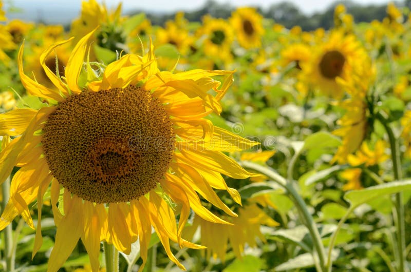 Dry Sunflower with Tilted Head Stock Photo - Image of garden, floral ...