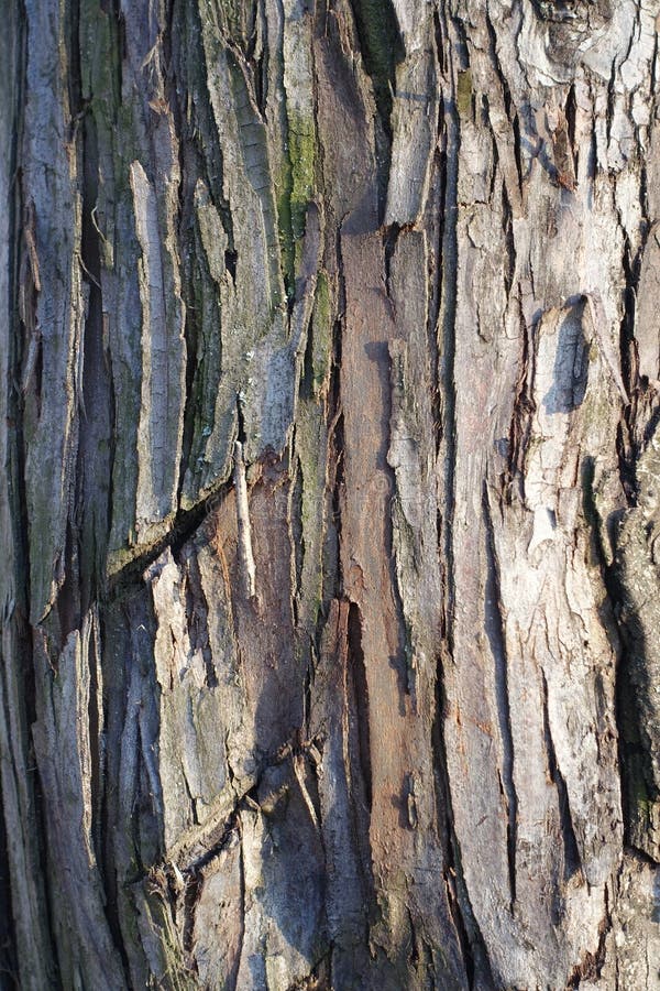 Dry Surface of Scaly Bark of Oleaster Stock Photo - Image of brown ...