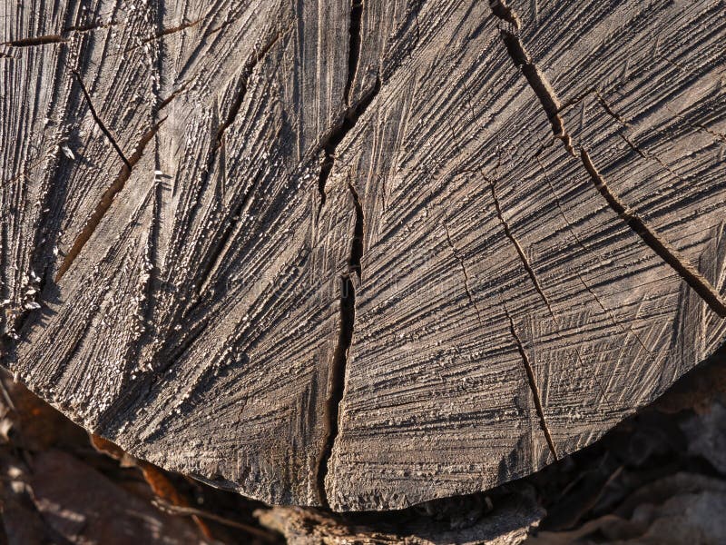 Dry Surface of a Tree Stump with Saw Cutting Marks Stock Image - Image ...