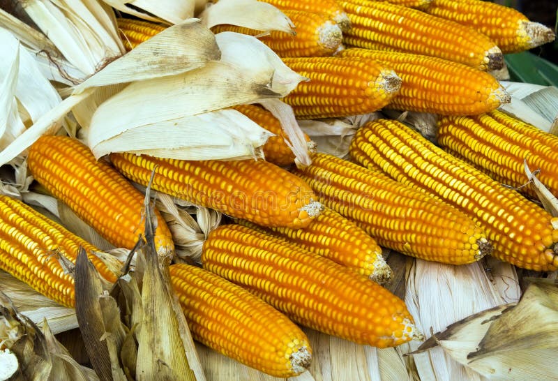 Dry sweet corn stock image. Image of ingredient, plant - 28603657