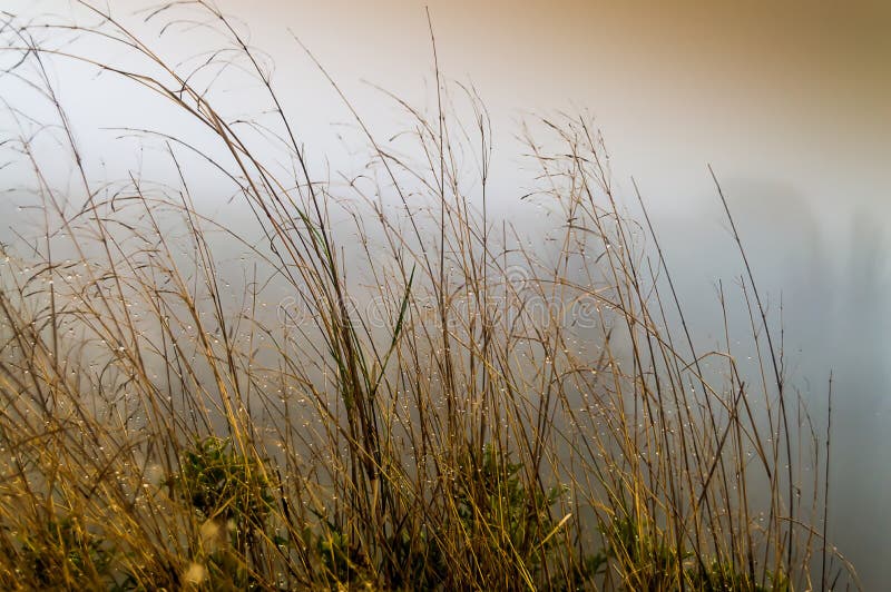 Dry Tall Grass in the Field Stock Photo - Image of close, illuminated ...