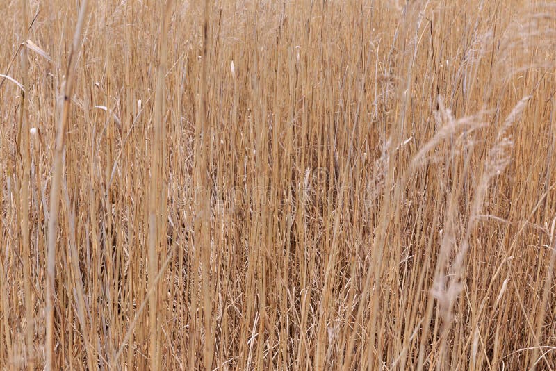 Dry Tall Grass stock image. Image of field, beige, brown - 92148173