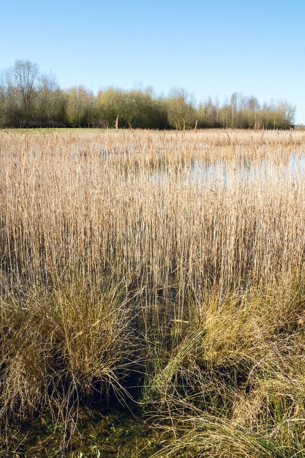 Dry Tall Grass Field Beside A Lake In Early Spring Vertical Stock Image Image Of Field