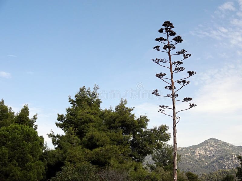 Dry tall tree stock photo. Image of leafless, tree, flora - 80859728