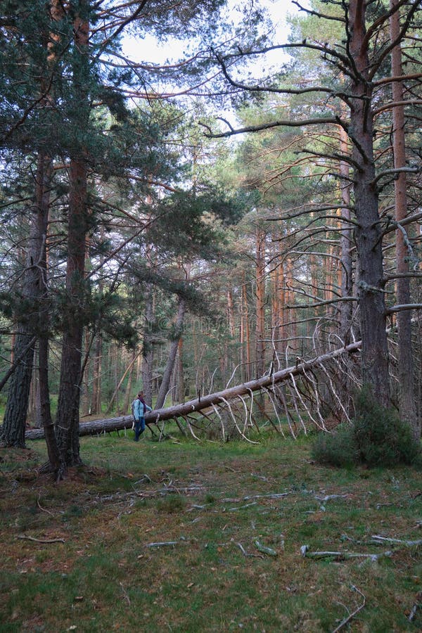 Fallen Old Dry Christmas Tree in the Forest Stock Image - Image of ...