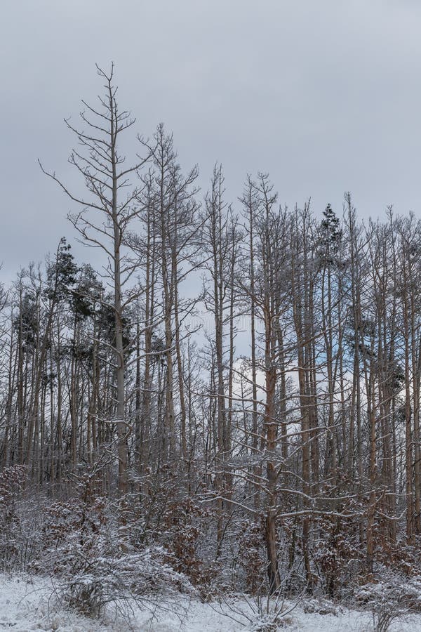 Dry Tall Trees Infested with Pests. There is Snow on the Trees Stock ...