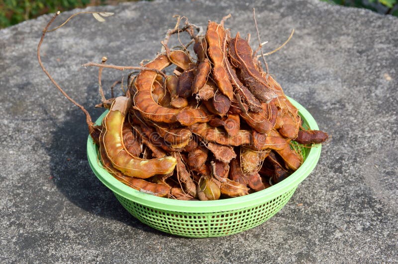 Dry tamarind stock image. Image of delicious, fresh, nature - 97070003