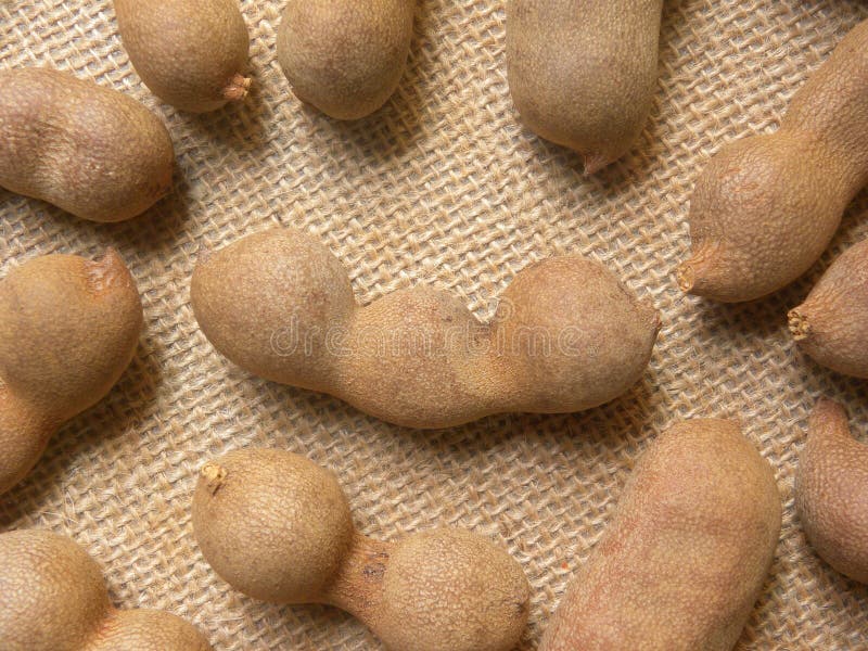 Dry Tamarind fruit stock image. Image of nutrition, bean - 186792863
