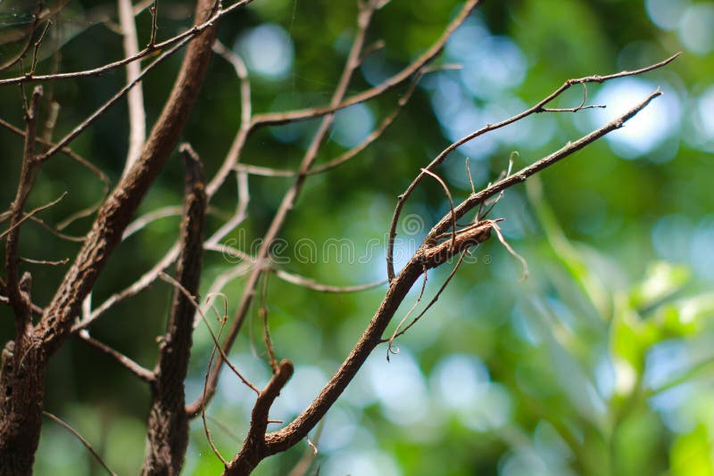 Dry Tamarind Tree Trunk, Dead Tamarind Tree Stock Image - Image of ...