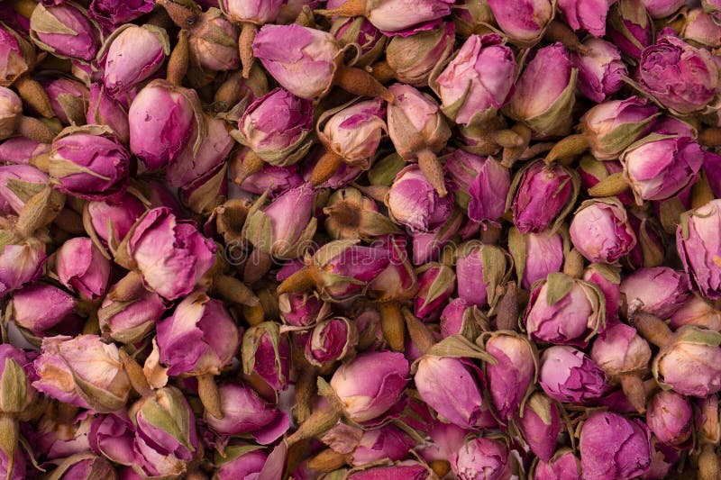 Dry Tea Roses Isolated on White Background Stock Photo - Image of ...