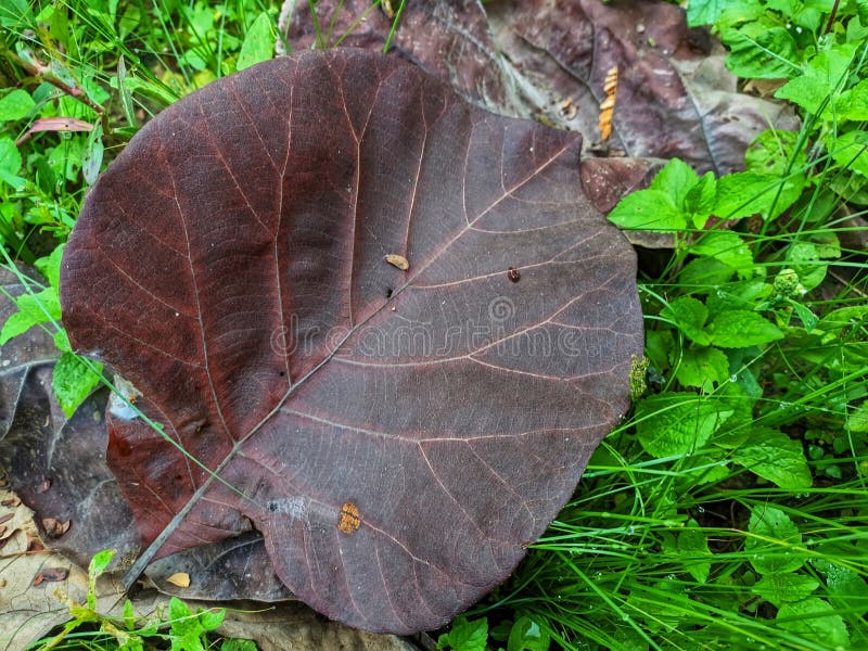 Dry Teak Leaf on Tropical Forest Ground Stock Image - Image of forest ...