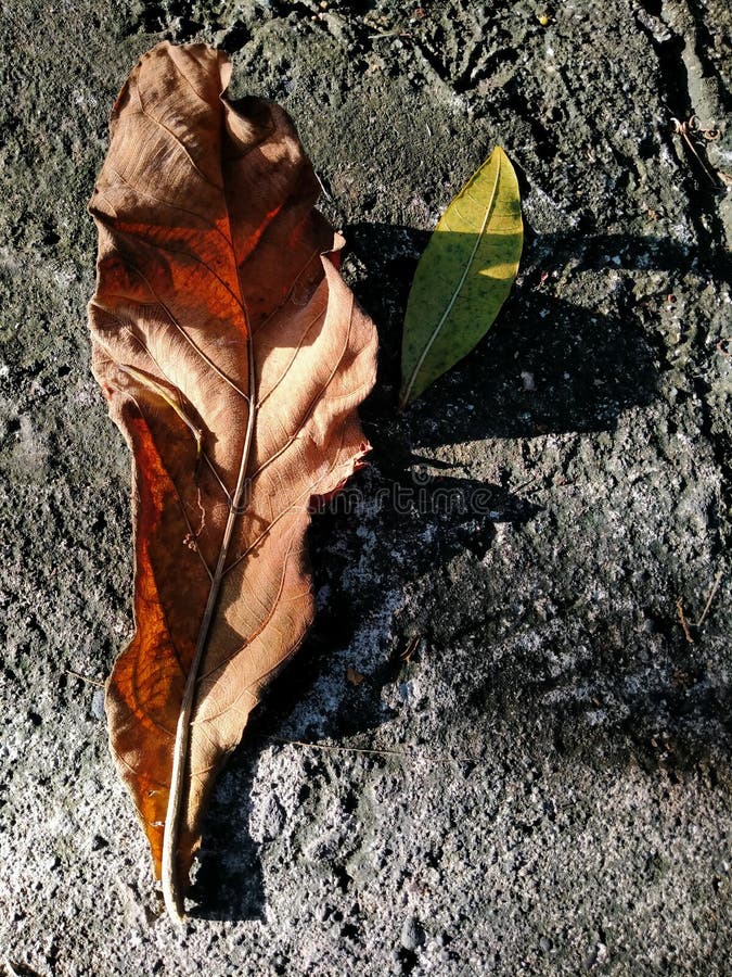 Dry Teak Leaves that Fall on the Ground Stock Photo - Image of nature ...