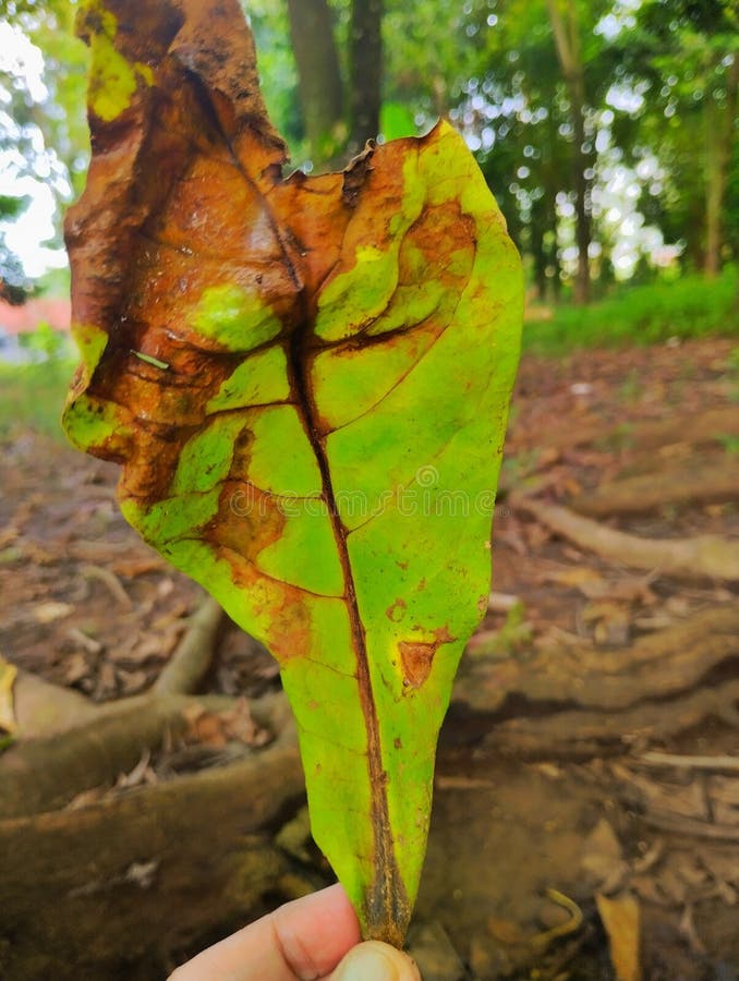 Dry Teak Leaves Fall from the Tree Stock Image - Image of tree, fall ...