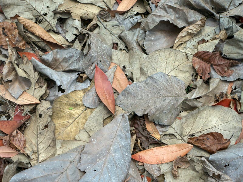 Dry Teak Leaves on the Forest Floor for Natural Background Stock Image ...