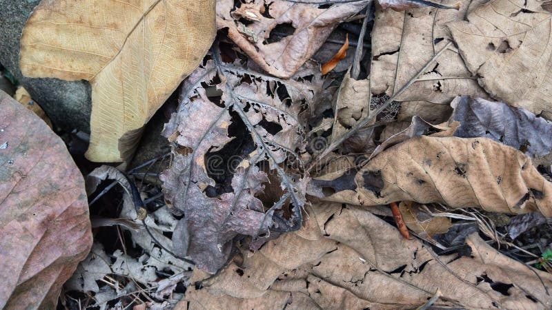 Dry Teak Leaves on the Forest Floor for a Natural Background. Dry Teak ...