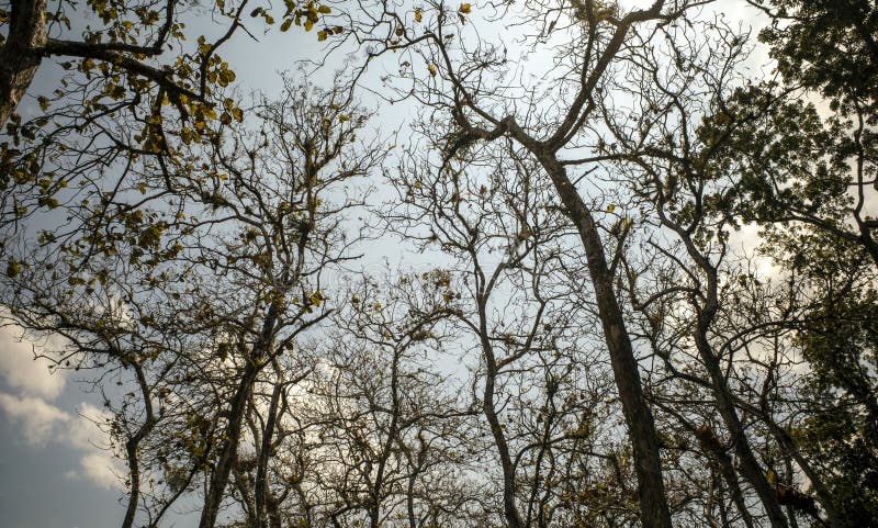 Dry Teak Trees Canopy in the Forest with Blue Sky Background. Natural ...