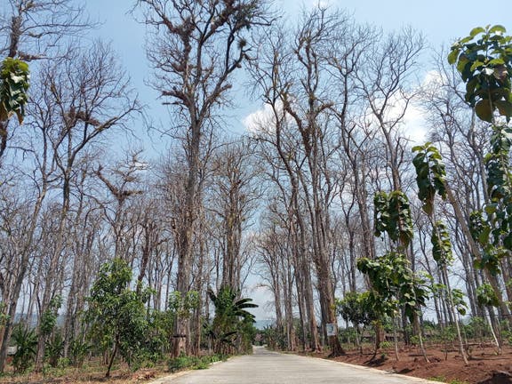 Dry Teak Trees in the Dry Season of Java Indonesia Stock Image - Image ...