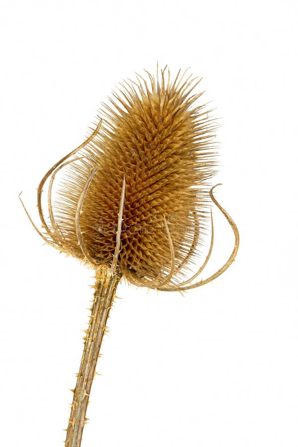 Dry teasel head on white stock photo. Image of spiny - 45959740