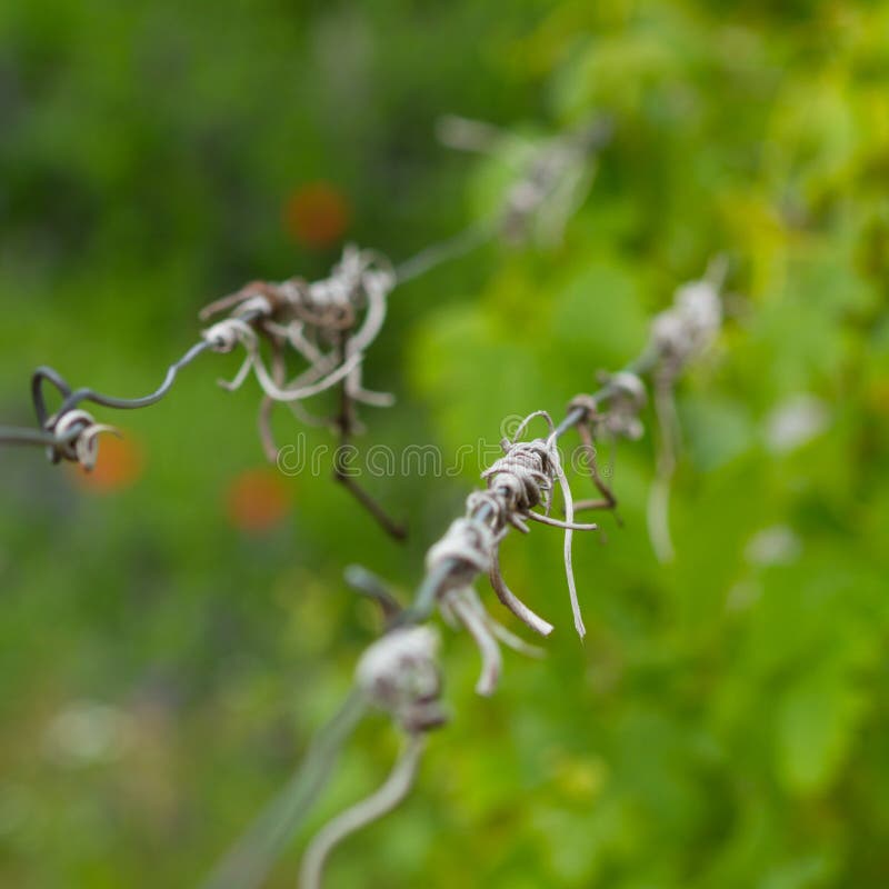 Dry tendril stock photo. Image of wire, vineyard, wine - 33661822