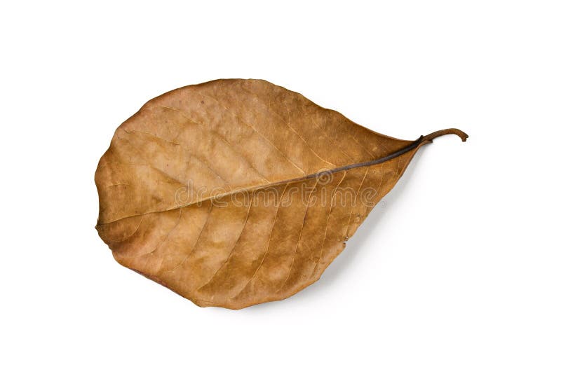 Dry Terminalia Catappa Leaf Stock Photo - Image of climate, leaf: 63034858