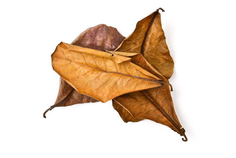 Dry Terminalia Catappa Leaf Stock Image - Image of isolated, leaf: 63034859