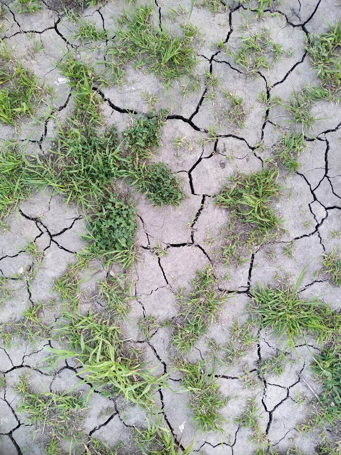 Dry Texture of the Soil on the Ground with Breaking Grass Stock Image ...