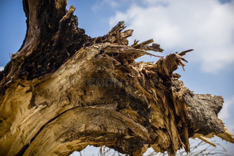 Dry Broken Tree Against a Blue Sky Stock Image - Image of fallen ...