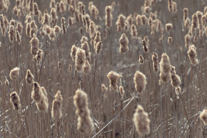 1,081 Cattails Plants Stock Photos - Free & Royalty-Free Stock Photos ...