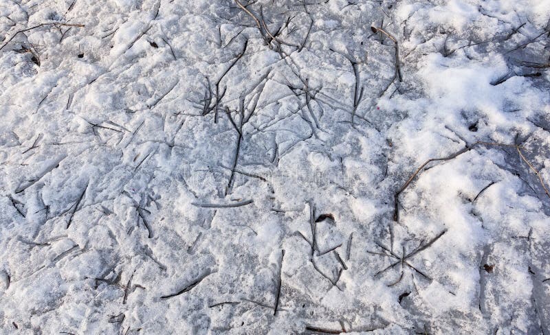 Dry Thin Branches Lie on the Melting Spring Snow in March. Top Flat ...