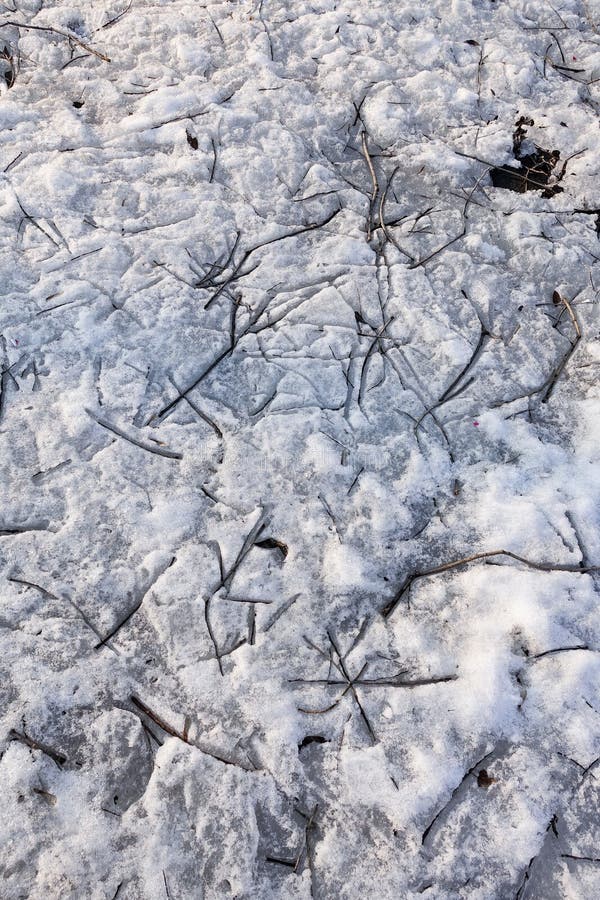 Dry Thin Branches Lie on the Melting Spring Snow in March. Top Flat ...
