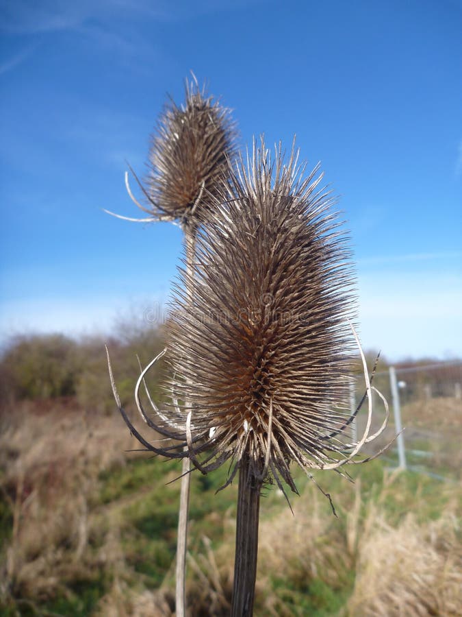 Dry Thistle in Autumn Meadow Stock Photo - Image of fall, season: 81371740