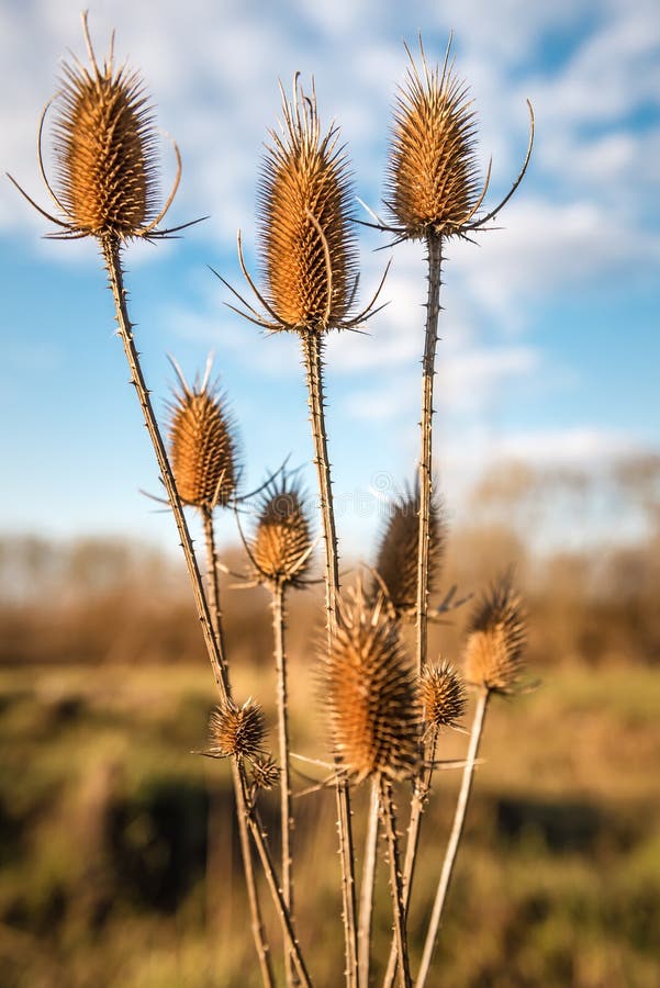 Dry thistle in autumn stock photo. Image of spiky, burdock - 217889402
