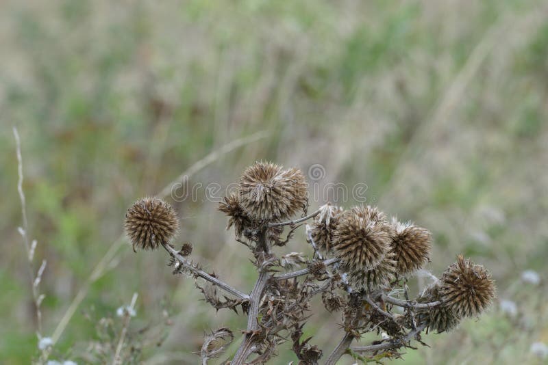 Brown Nice Fresh Dry Thistle Stock Photos - Free & Royalty-Free Stock ...