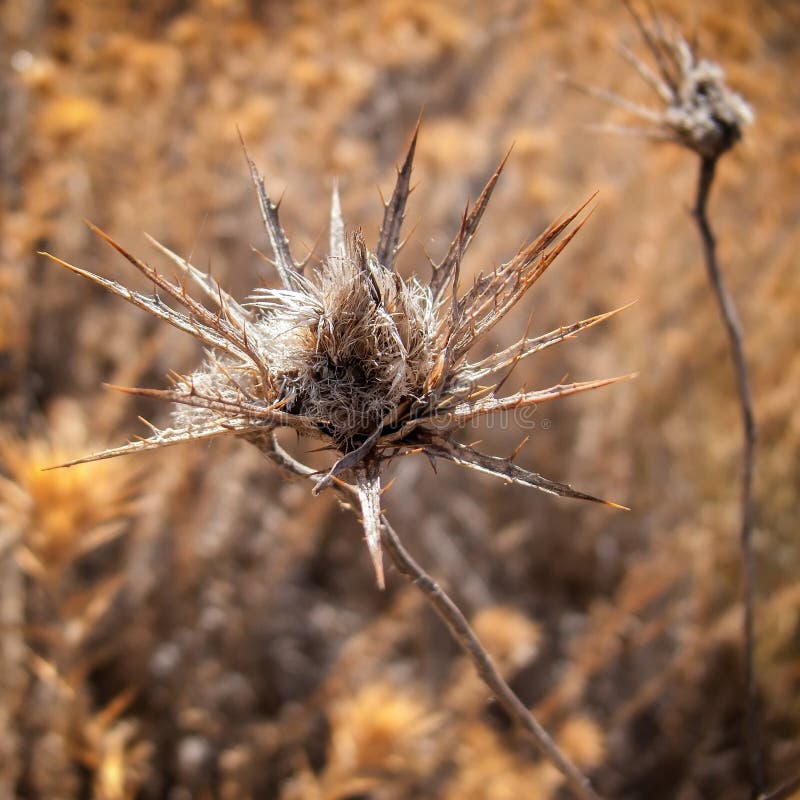 Dry thistle stock photo. Image of open, macro, herbal - 47585710