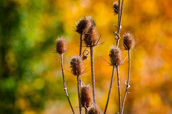 Dry thistle in the foliage stock image. Image of autumn - 130679321