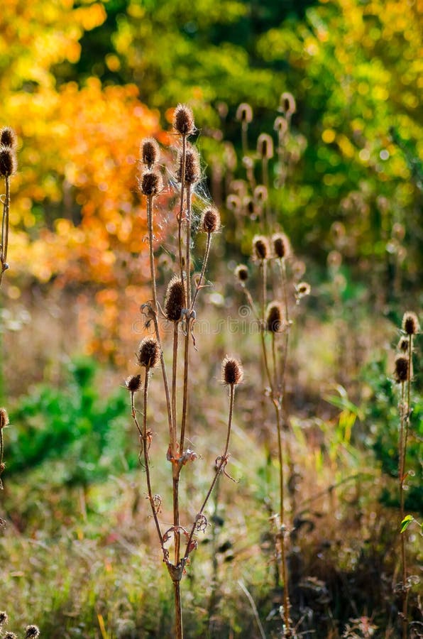Dry Thistle in the Fall Foliage Stock Photo - Image of colorful, dried ...