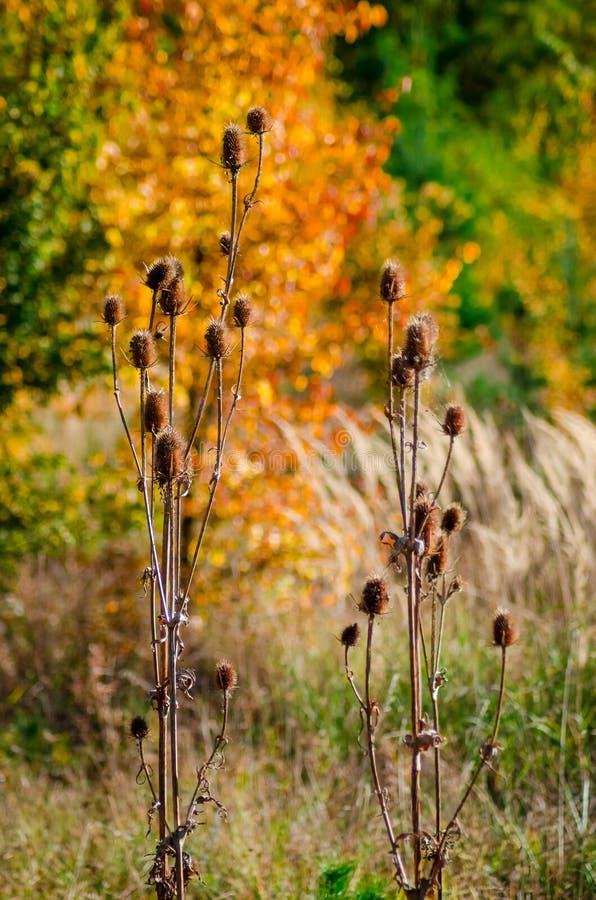 Dry Thistle in the Fall Foliage Stock Photo - Image of plant, thistle ...