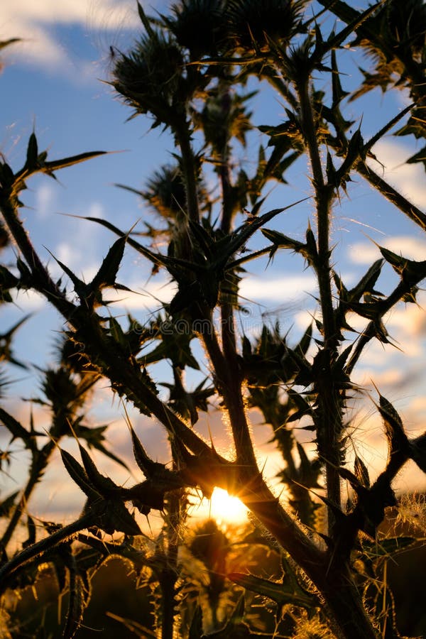 Dry Thistle in Fall during Sunset Stock Photo - Image of fall, sunset ...